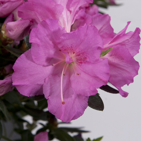 Our Azalea Varieties at Panzer Nursery
