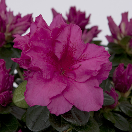 Our Azalea Varieties at Panzer Nursery