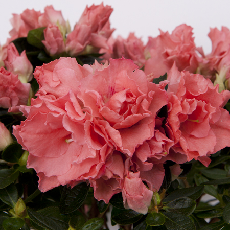 Our Azalea Varieties at Panzer Nursery